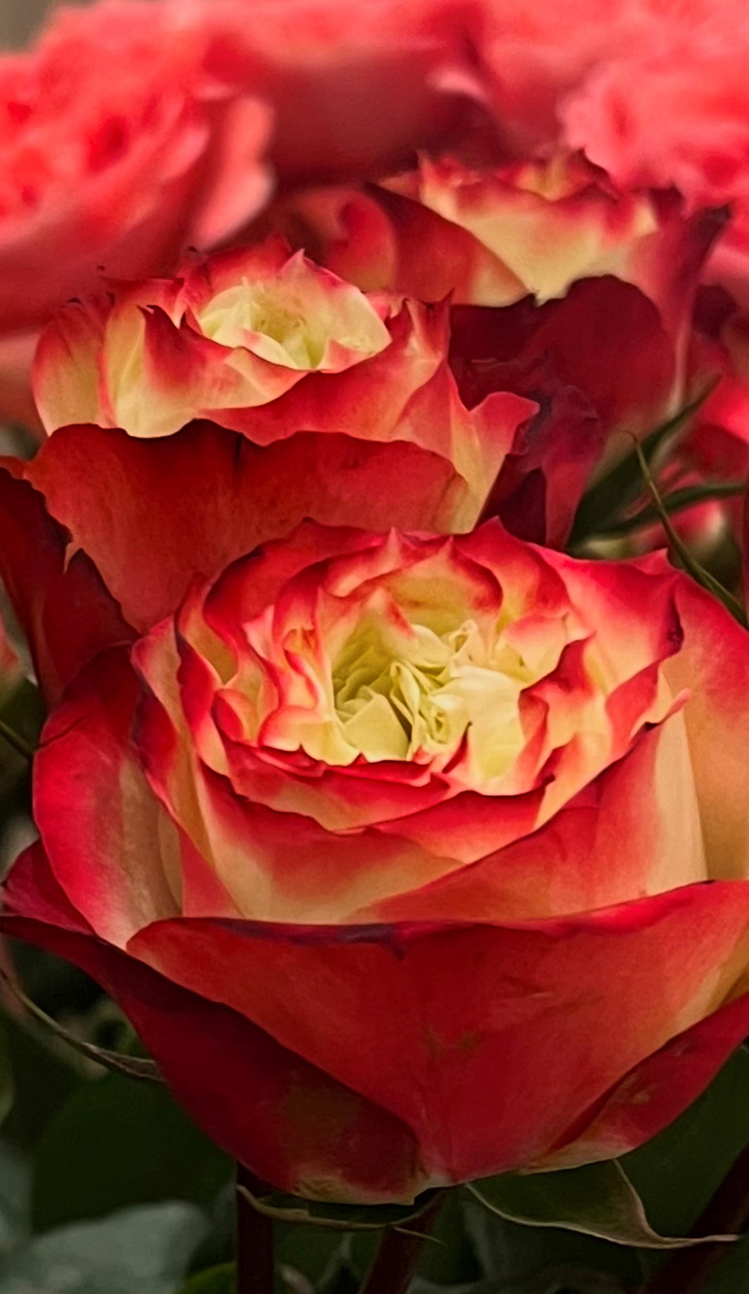 West Monroe Florist | Same Day Flower Delivery by Mulhearn Flowers Llc